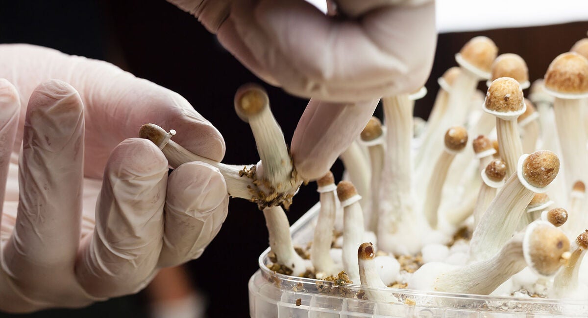 Trip or No Trip? The Diverging Development of Psychedelic Drugs for ...
